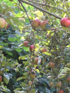 Autumn Afternoon in the Orchard...